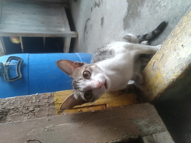 Please suggest an affordable and good quality branded food for the ...